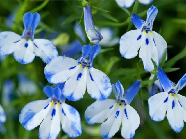 看起來像鈴鐺的花：照片，藍色，白色，藍色，它們被稱為 1820_17