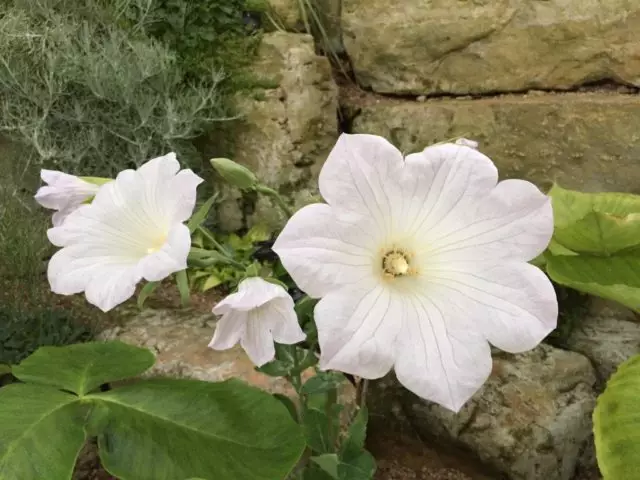 看起來像鈴鐺的花：照片，藍色，白色，藍色，它們被稱為 1820_18