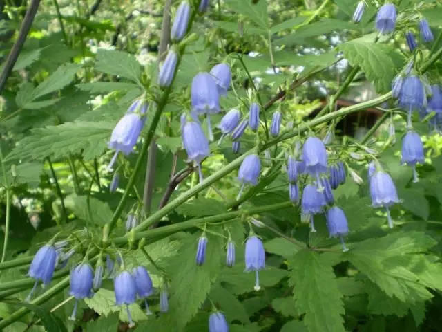 Bloemen die op bellen lijken: foto, blauw, wit, blauw, zoals ze worden genoemd 1820_4