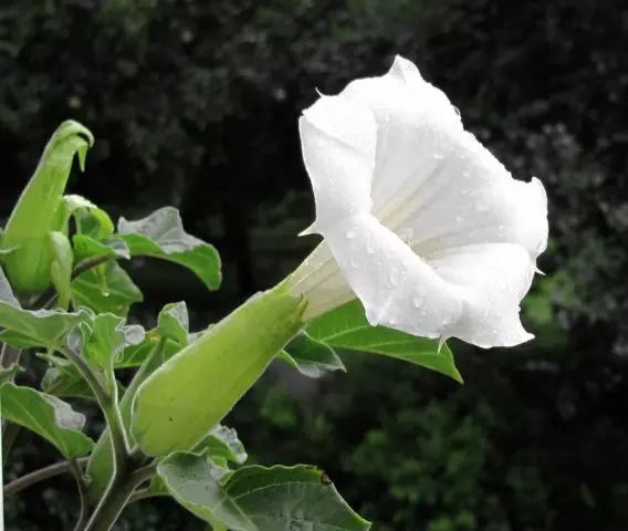 Flores que semellan campás: foto, azul, branco, azul, como se lles chama 1820_5