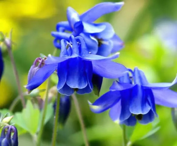 Blumen, die wie Glocken aussehen: Foto, blau, weiß, blau, wie sie genannt werden 1820_7