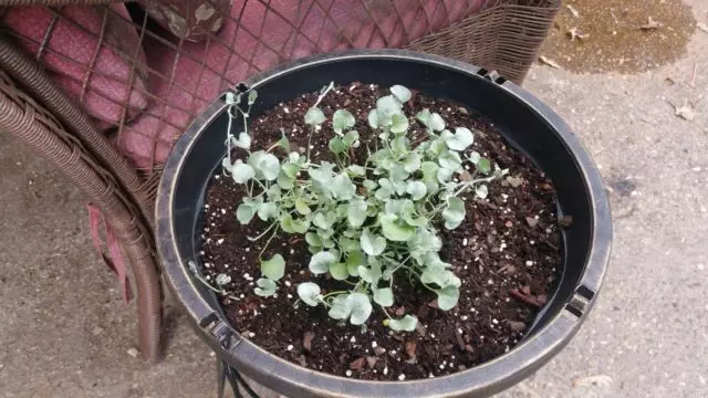 Dichondra ampelous: ຂະຫຍາຍຕົວຈາກແກ່ນ, ເວລາແລະວິທີການຫວ່ານແກ່ນ, ວິທີການບົວລະບັດເບ້ຍ 1822_6