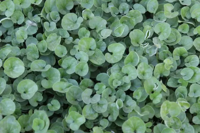 Dichondra ampelous: விதைகளிலிருந்து வளரும், எப்போது, ​​எப்படி விதைப்பது, நாற்றுகளை எப்படி பராமரிப்பது 1822_7