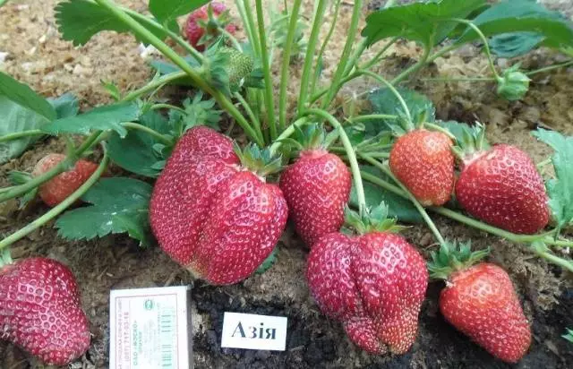 Strawberry Asia: barietate deskribapena, argazkiak, iritziak 183_1