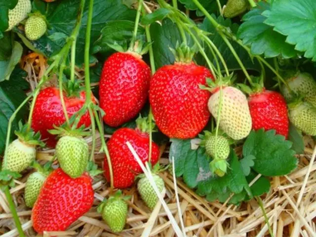 Strawberry Asia: barietate deskribapena, argazkiak, iritziak 183_2