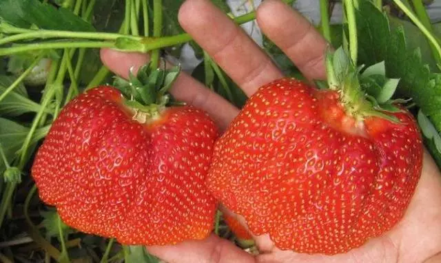 Strawberry Asia: barietate deskribapena, argazkiak, iritziak 183_4