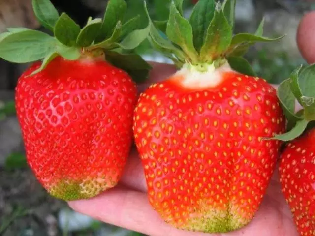 Strawberry Asia: descripción de la variedad, fotos, reseñas 183_5