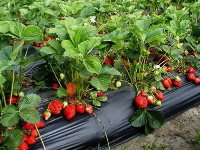 Strawberry Asia: barietate deskribapena, argazkiak, iritziak 183_6