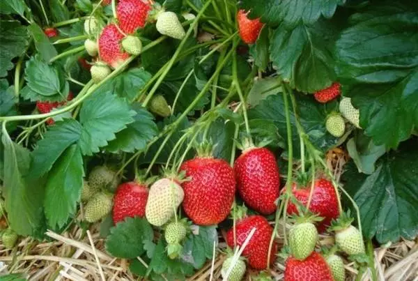 Strawberry Asia: descripción de la variedad, fotos, reseñas 183_8