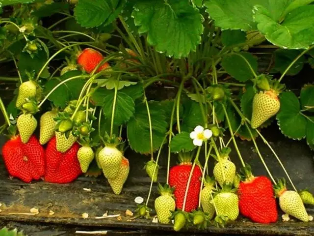 Strawberry Asia: barietate deskribapena, argazkiak, iritziak 183_9