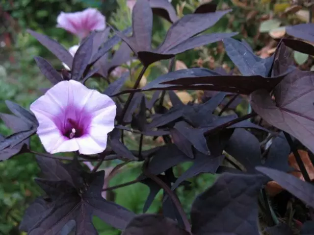 Morning glory perenne Batat: plantación y cuidado 1842_10