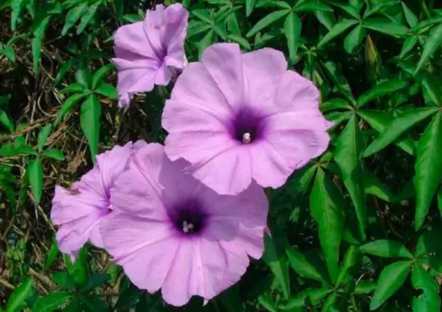 Morning glory perennial Batat: plantsje en fersoargje 1842_4