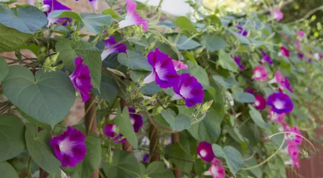 Morning glory perennial Batat: plantsje en fersoargje 1842_5