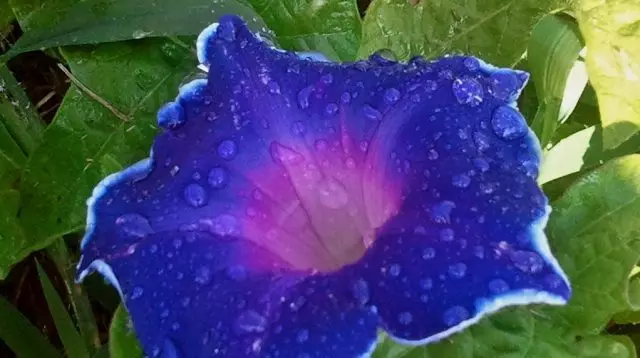 Morning glory perennial Batat: plantsje en fersoargje 1842_6