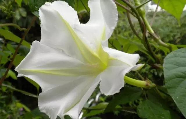 Morning glory perenne Batat: plantación y cuidado 1842_7