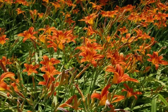 Orange daylily: deskripsyon, plante ak swen, varyete, repwodiksyon, foto 1843_1