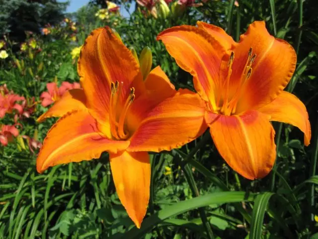 Orange daylily: tsananguro, kudyara uye kuchengetedza, mhando, kubereka, mapikicha 1843_10