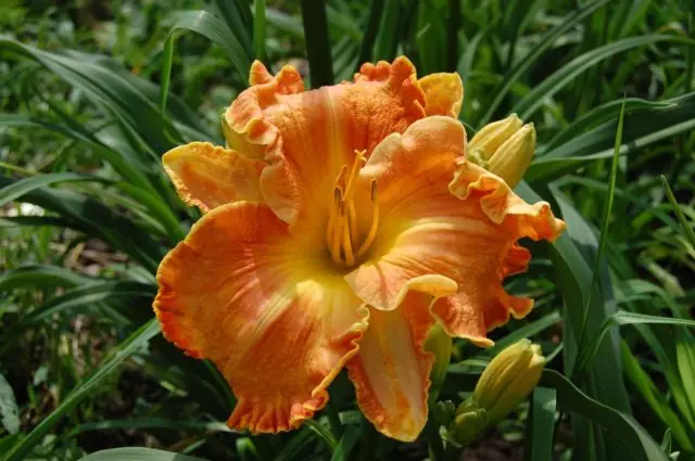 Orange daylily: deskripsyon, plante ak swen, varyete, repwodiksyon, foto 1843_11