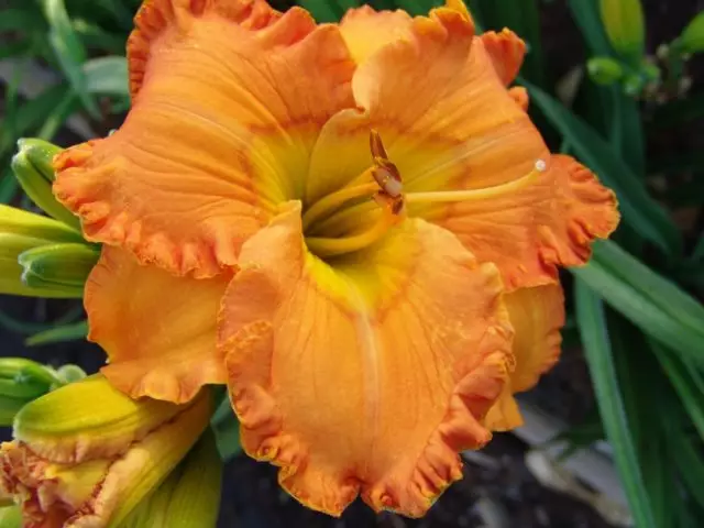 Orange daylily: tsananguro, kudyara uye kuchengetedza, mhando, kubereka, mapikicha 1843_12