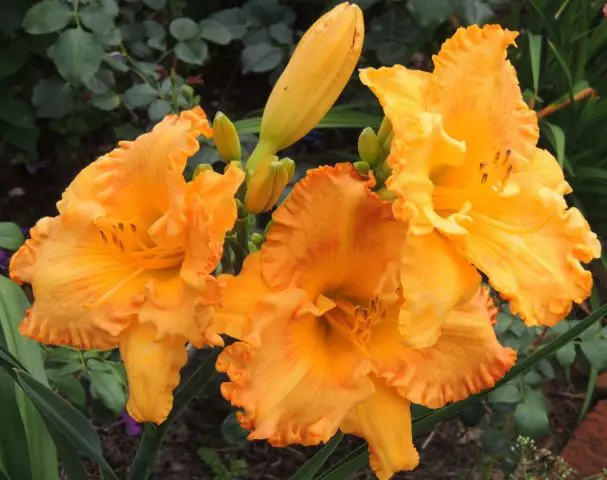 Orange daylily: deskripsyon, plante ak swen, varyete, repwodiksyon, foto 1843_13