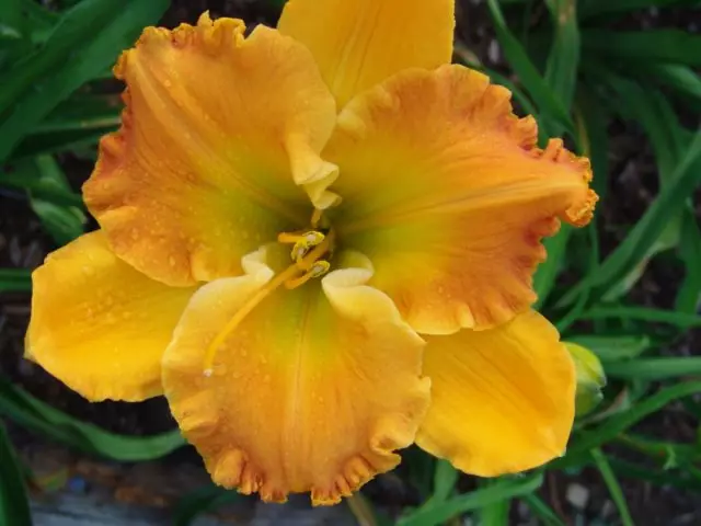 Orange daylily: tsananguro, kudyara uye kuchengetedza, mhando, kubereka, mapikicha 1843_14