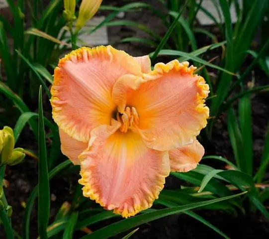 Orange daylily: tsananguro, kudyara uye kuchengetedza, mhando, kubereka, mapikicha 1843_15