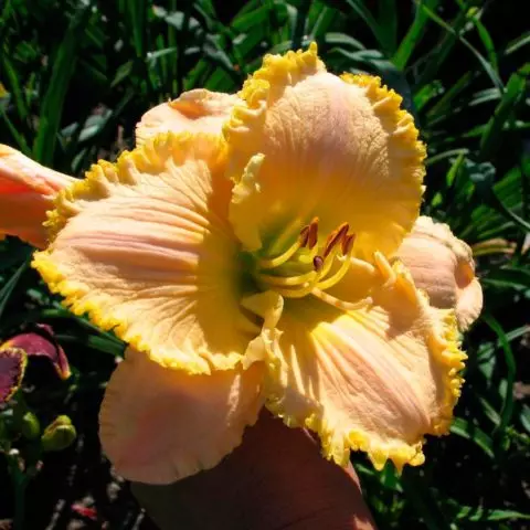 Orange daylily: tsananguro, kudyara uye kuchengetedza, mhando, kubereka, mapikicha 1843_16