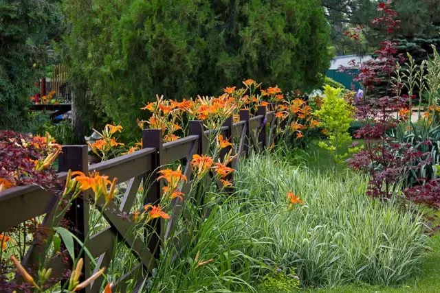 Orange daylily: deskripsyon, plante ak swen, varyete, repwodiksyon, foto 1843_17