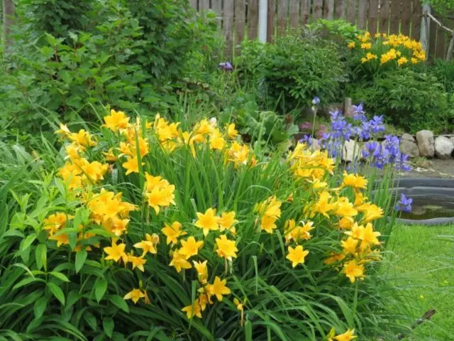 Orange daylily: deskripsyon, plante ak swen, varyete, repwodiksyon, foto 1843_19