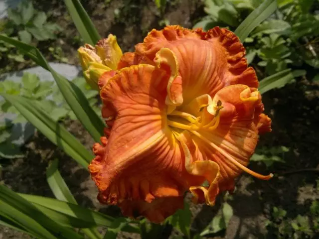 Orange daylily: tsananguro, kudyara uye kuchengetedza, mhando, kubereka, mapikicha 1843_2