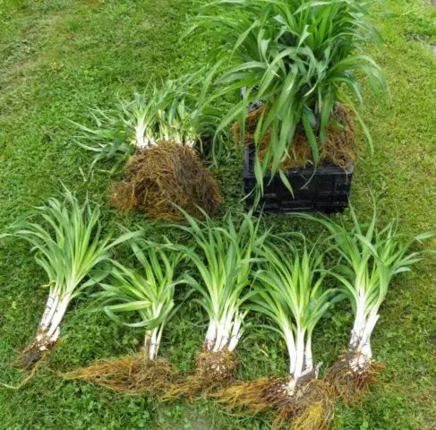 Orange daylily: deskripsyon, plante ak swen, varyete, repwodiksyon, foto 1843_20