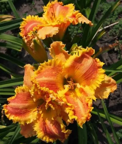 Orange daylily: deskripsyon, plante ak swen, varyete, repwodiksyon, foto 1843_23