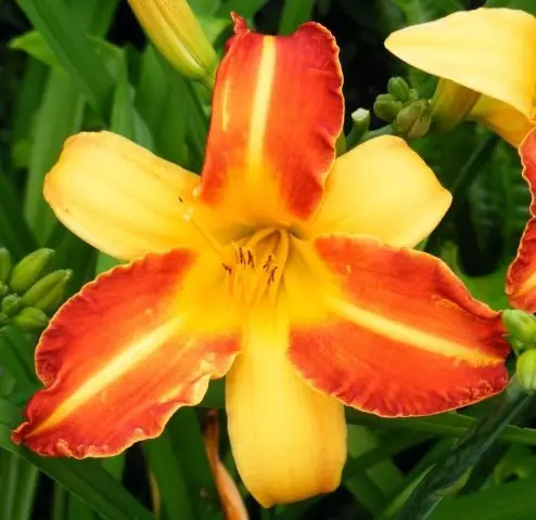 Orange daylily: tsananguro, kudyara uye kuchengetedza, mhando, kubereka, mapikicha 1843_4