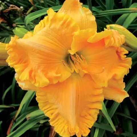 Orange daylily: deskripsyon, plante ak swen, varyete, repwodiksyon, foto 1843_5