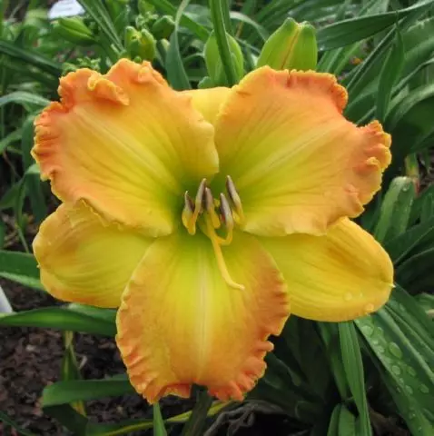 Orange daylily: deskripsyon, plante ak swen, varyete, repwodiksyon, foto 1843_6