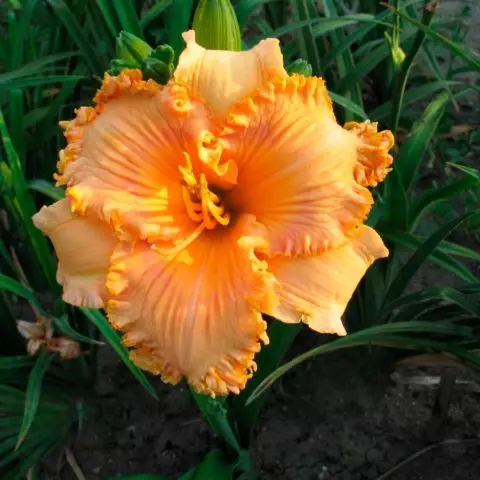 Orange daylily: tsananguro, kudyara uye kuchengetedza, mhando, kubereka, mapikicha 1843_7