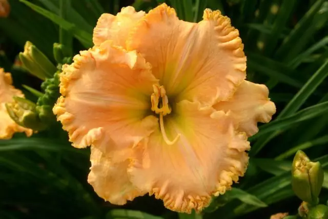 Orange daylily: deskripsyon, plante ak swen, varyete, repwodiksyon, foto 1843_8