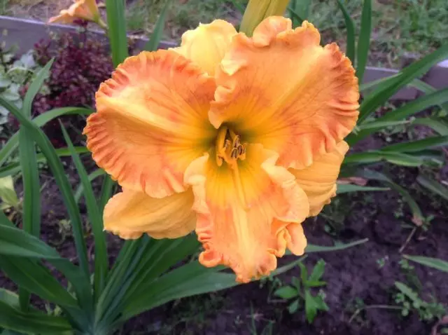 Orange daylily: deskripsyon, plante ak swen, varyete, repwodiksyon, foto 1843_9