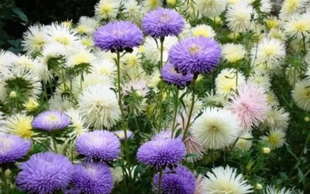 Aster de Chine: photo et description, annuelle ou vivace, variétés, quand planter des semis 1845_1