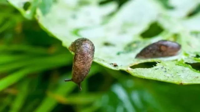 紫菀：照片和描述，一年生或多年生，品種，何時種植幼苗 1845_13