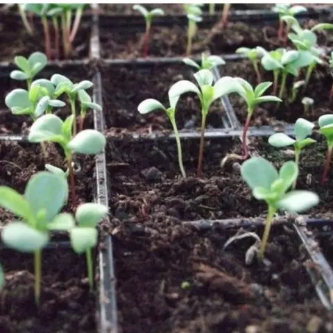 Aster chinés: foto e descrición, anual ou perenne, variedades, cando plantar mudas 1845_20