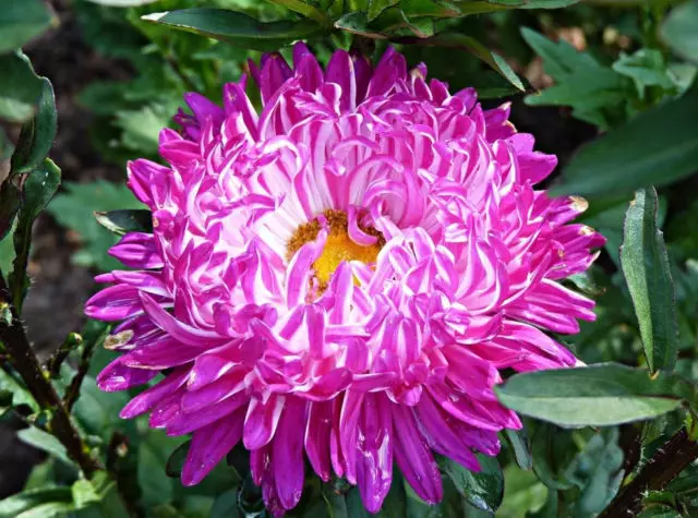 Aster de Chine: photo et description, annuelle ou vivace, variétés, quand planter des semis 1845_3