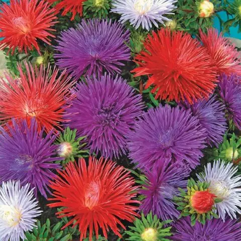 Aster Chinese: foto na nkọwa, kwa afọ ma ọ bụ perennial, ụdị, mgbe ị ga -akụ mkpụrụ 1845_4