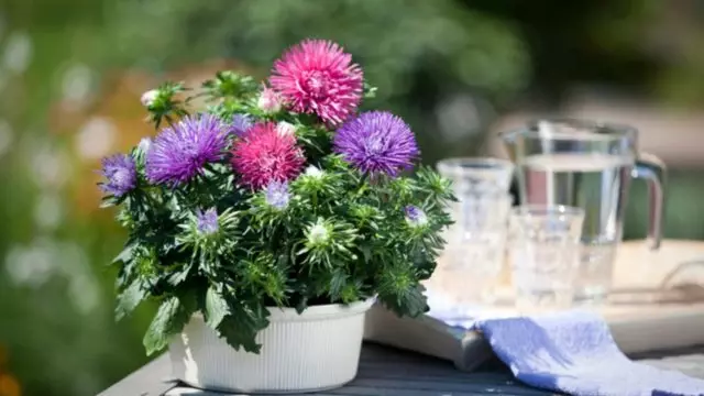 Aster de Chine: photo et description, annuelle ou vivace, variétés, quand planter des semis 1845_7