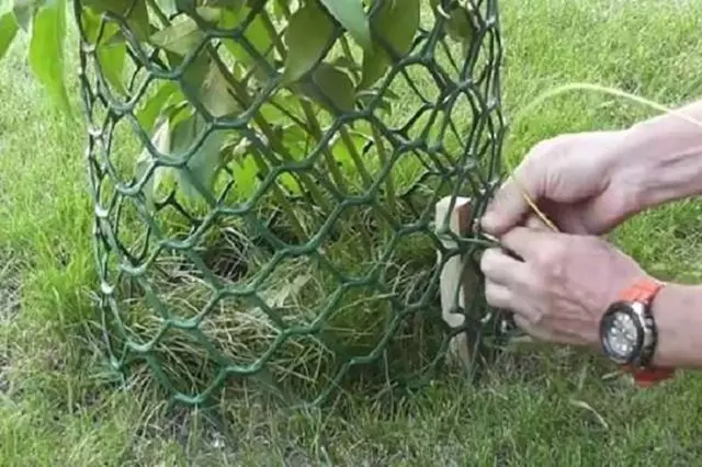 對牡丹的支持：如何用塑料管製作支架，如何將其漂亮地綁起來，照片 1846_12