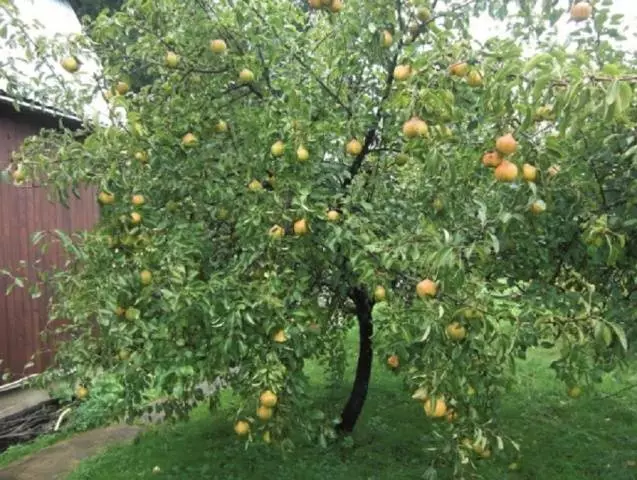 Pear of Memory of Yakovlev: mô tả đa dạng, ảnh, đánh giá 184_1