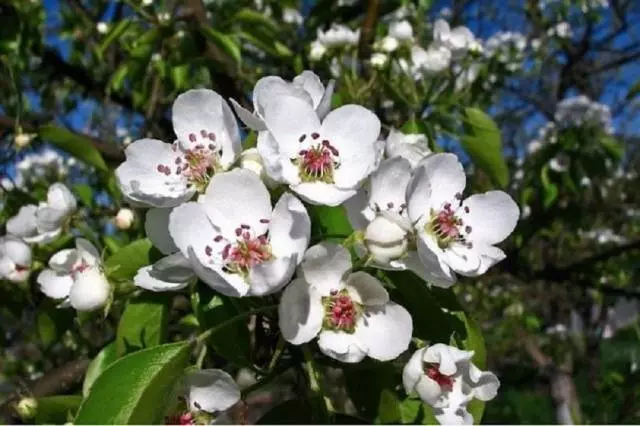 Pear of Memory of Yakovlev: คำอธิบายที่หลากหลาย, ภาพถ่าย, บทวิจารณ์ 184_2