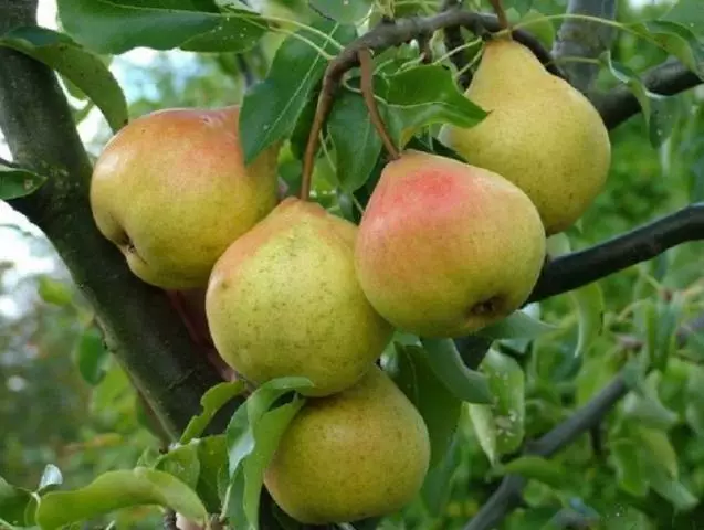 Pear of Memory of Yakovlev: mô tả đa dạng, ảnh, đánh giá 184_4