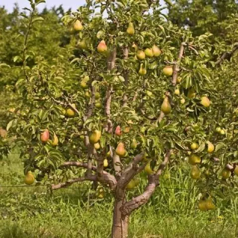 Pear of Memory of Yakovlev: คำอธิบายที่หลากหลาย, ภาพถ่าย, บทวิจารณ์ 184_5