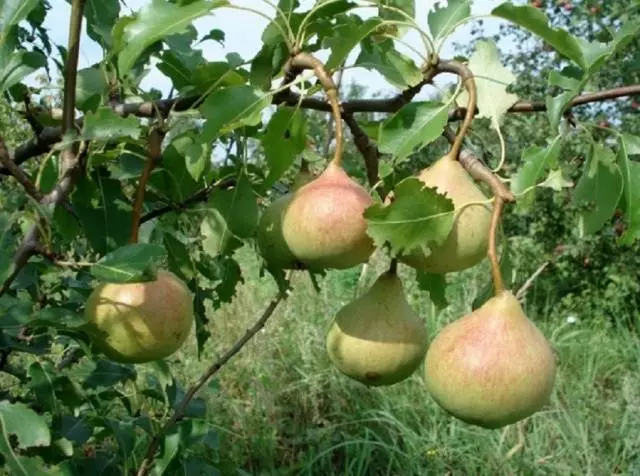 Pear of Memory of Yakovlev: คำอธิบายที่หลากหลาย, ภาพถ่าย, บทวิจารณ์ 184_7